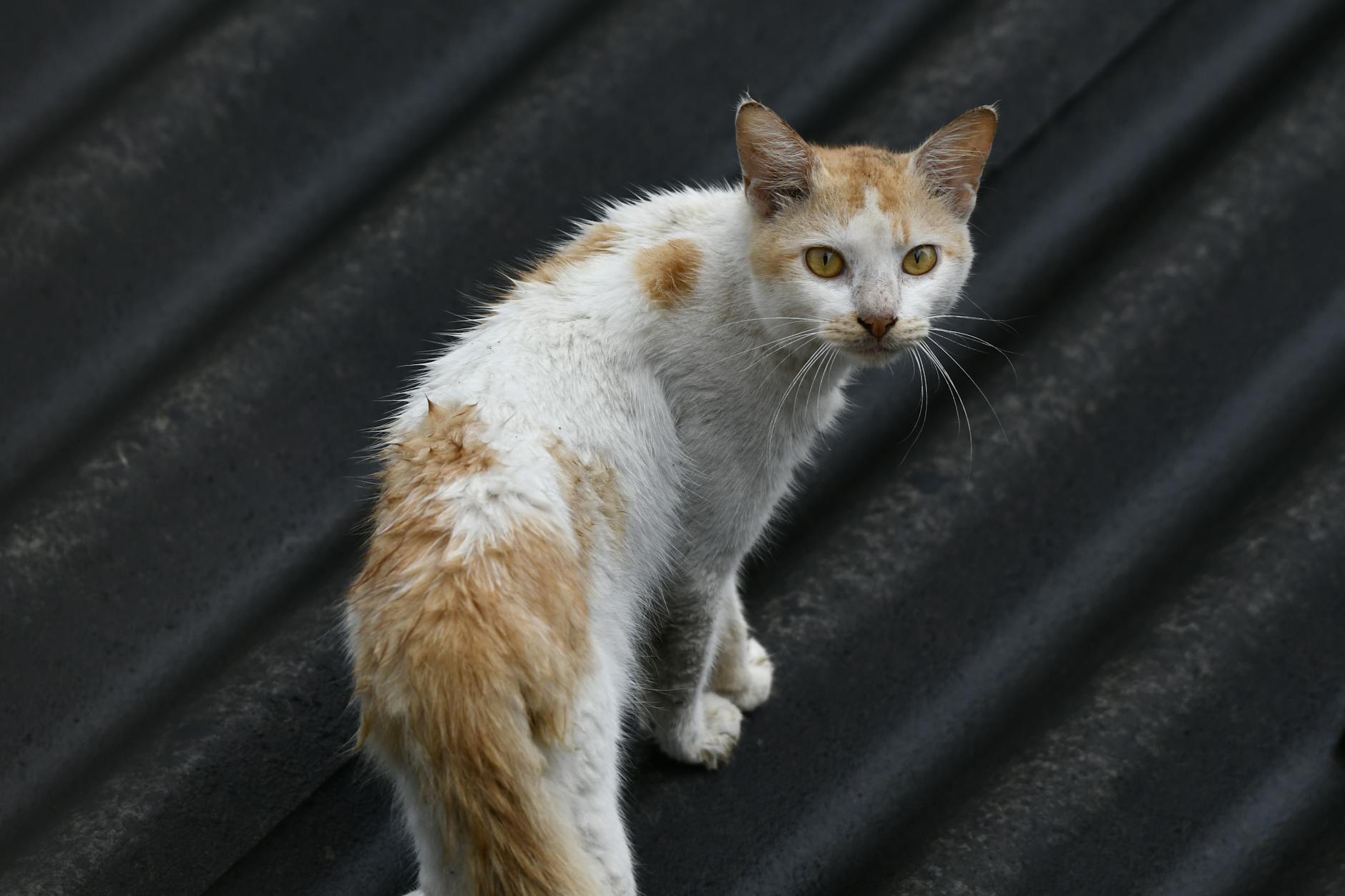 7 Reasons Why It Is Important To Sterilize Stray Cats - Zen Kitty World
