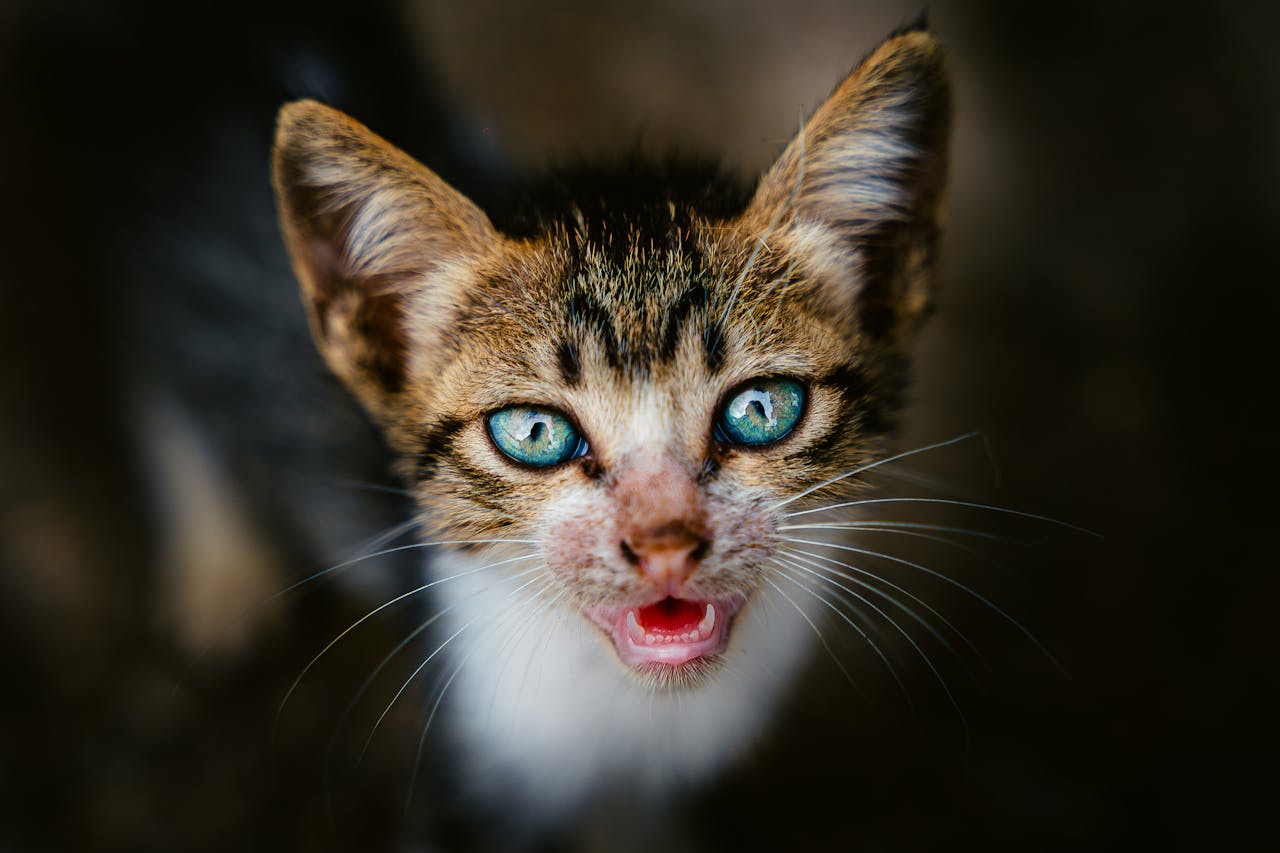 Ringworm In Cats – How To Treat This Troublesome Skin Infection - Zen ...